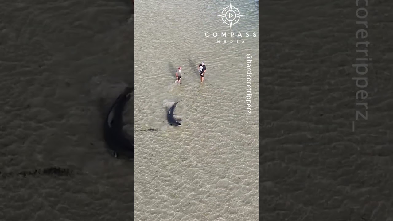 Stranded Great White Shark Rescued