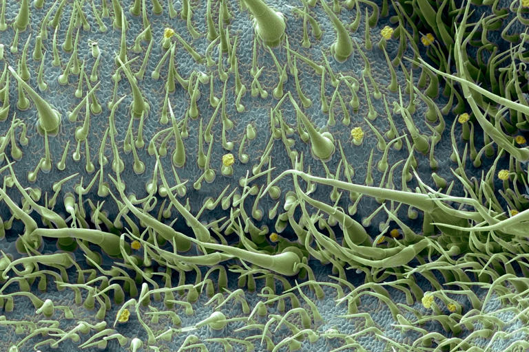 21 mind-blowing microscopic images of everyday objects