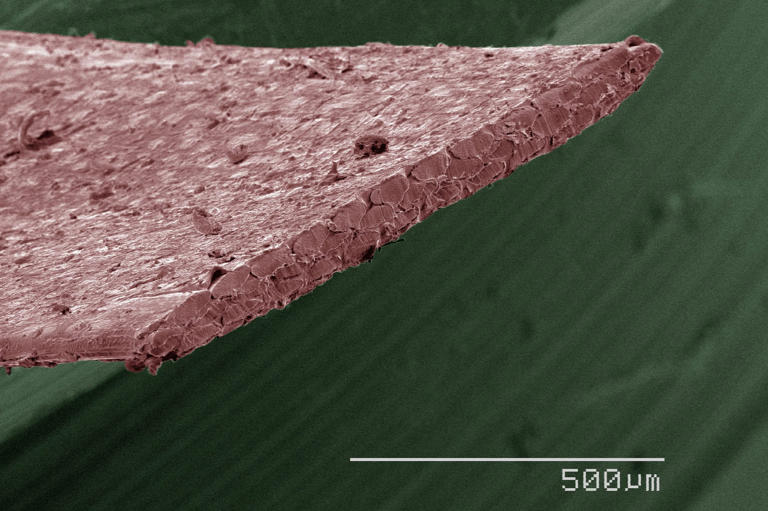 21 Mind-Blowing Microscopic Images of Everyday Objects