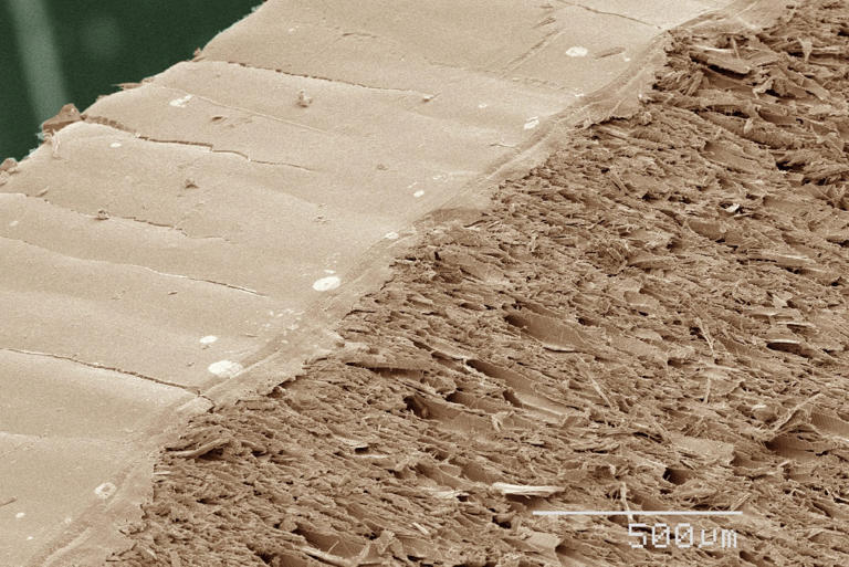 21 mind-blowing microscopic images of everyday objects