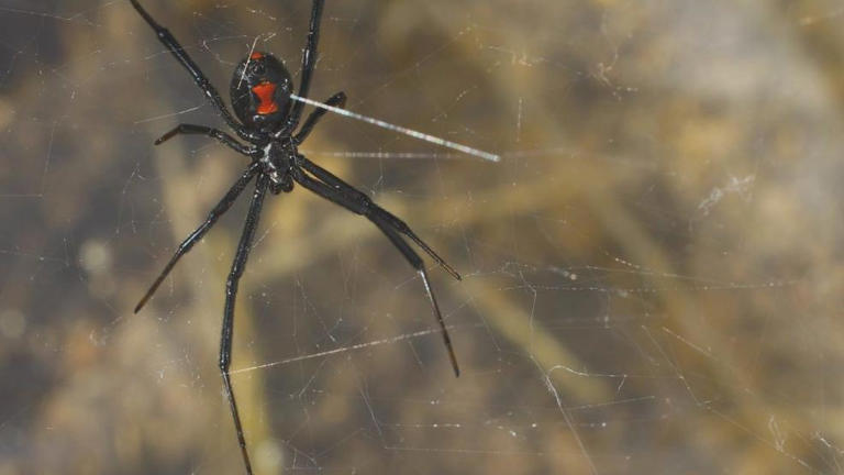 Spring brings spider encounters: Navigating South Carolina's venomous ...