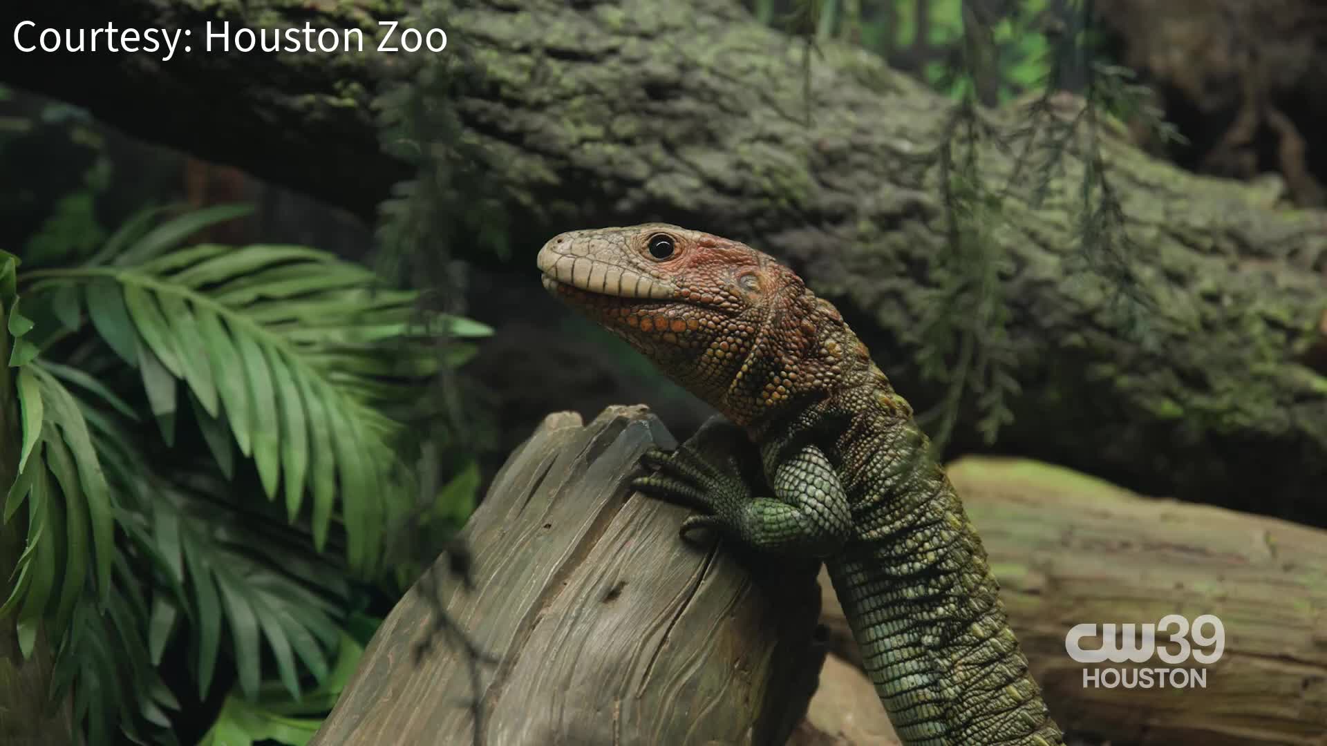 Lizard at Houston Zoo back in habitat after beating cancer