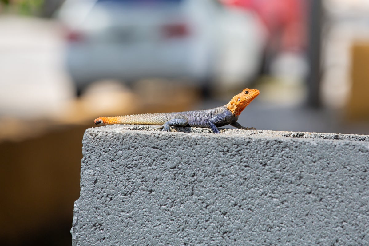 Strange-looking orange lizards are popping up across Florida. Here’s how they could upend its ...