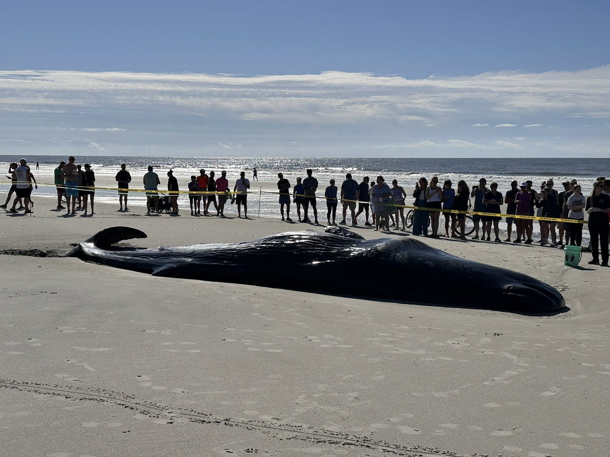 Beached sperm whale spotted on Hilton Head Island