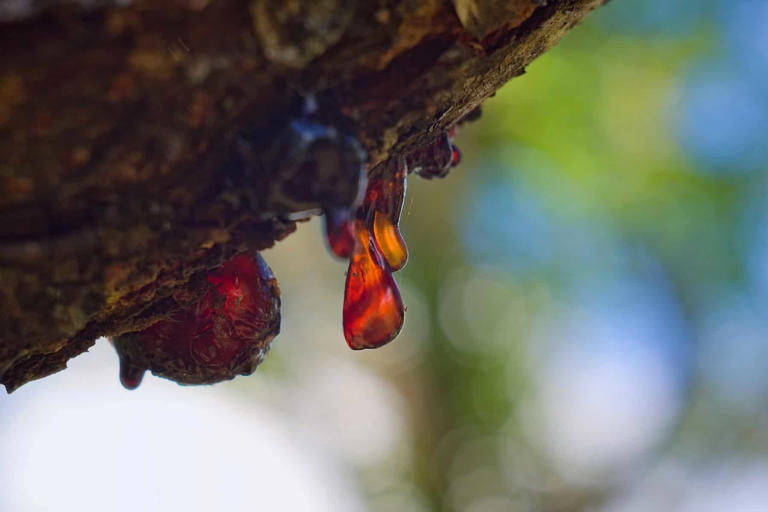 What Are Tree Resins? Uses, Rituals, and Resins to Try