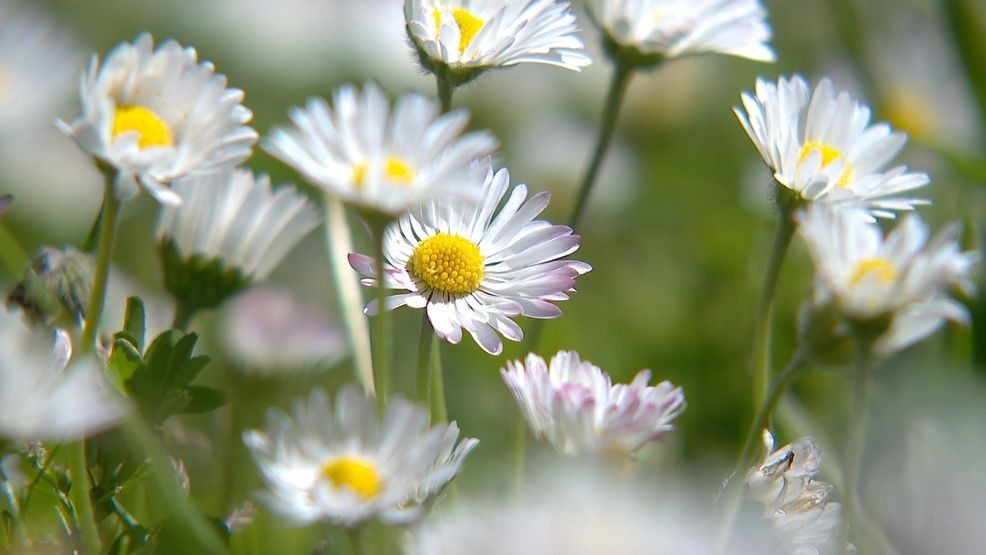 DOH introduces real-time pollen monitoring to combat spring allergies ...