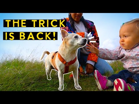 Reuniting with a Once-Unfriendly Family Dog