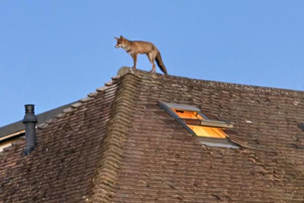 Fox on a roof - the 'Best seagull deterrent ever'?