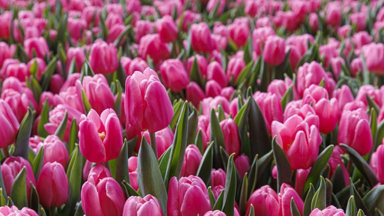 Cómo hacer florecer los tulipanes en casa: el truco que utilizan los ...