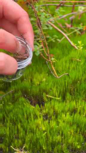 Rainforest Water Under the Microscope – Beautiful Chaos