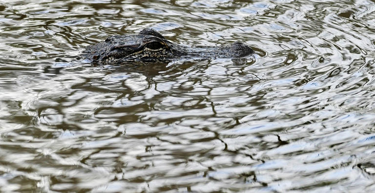 Alabama Alligator harvest permit applications start in June: What to ...