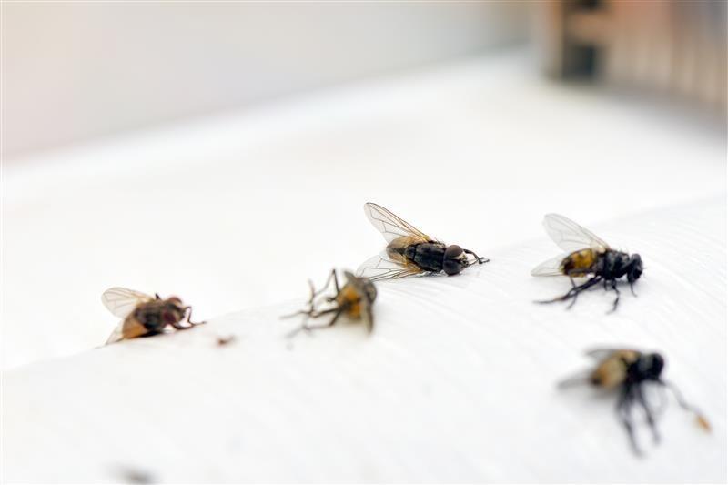 Buzz off! Expert reveals how to keep flies out of your home this summer