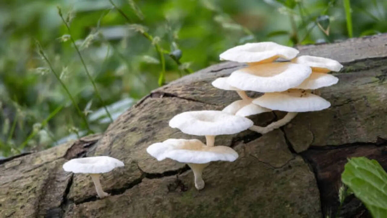 Deadly Fungus Alert: Rising Temperatures Could Trigger The Next ...