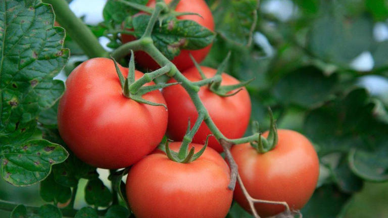 Las 5 variedades de tomates que mejor crecen en macetas (y que casi ...