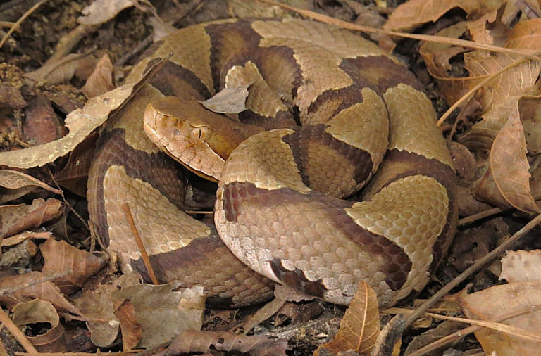If you don't like snakes, maybe stay away from this Wilmington-area lake