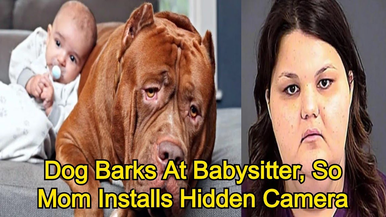 Mom Installs Hidden Camera After Dog Won’t Stop Barking at Babysitter ...