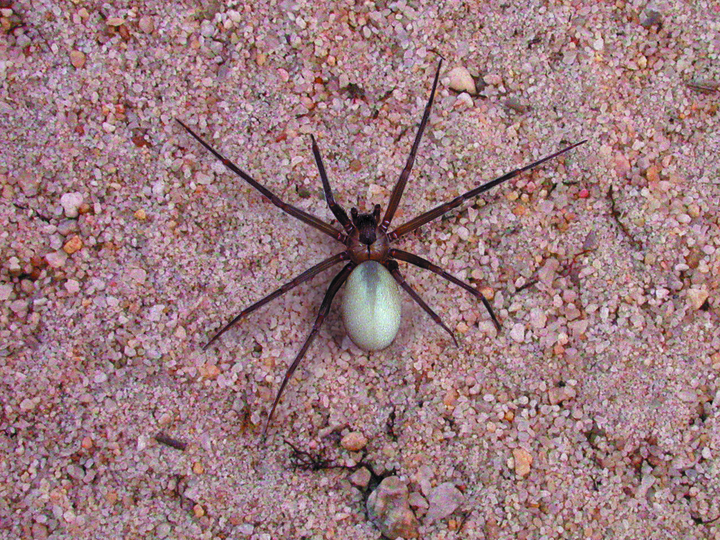 Spotted a brown recluse in the home? What to do to protect your space ...