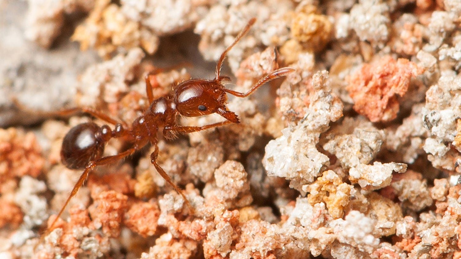 Study shows NC is among most ant-infested states in the US. Here's how ...