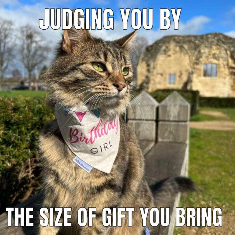 75 Funniest Birthday Cat Memes on the Internet