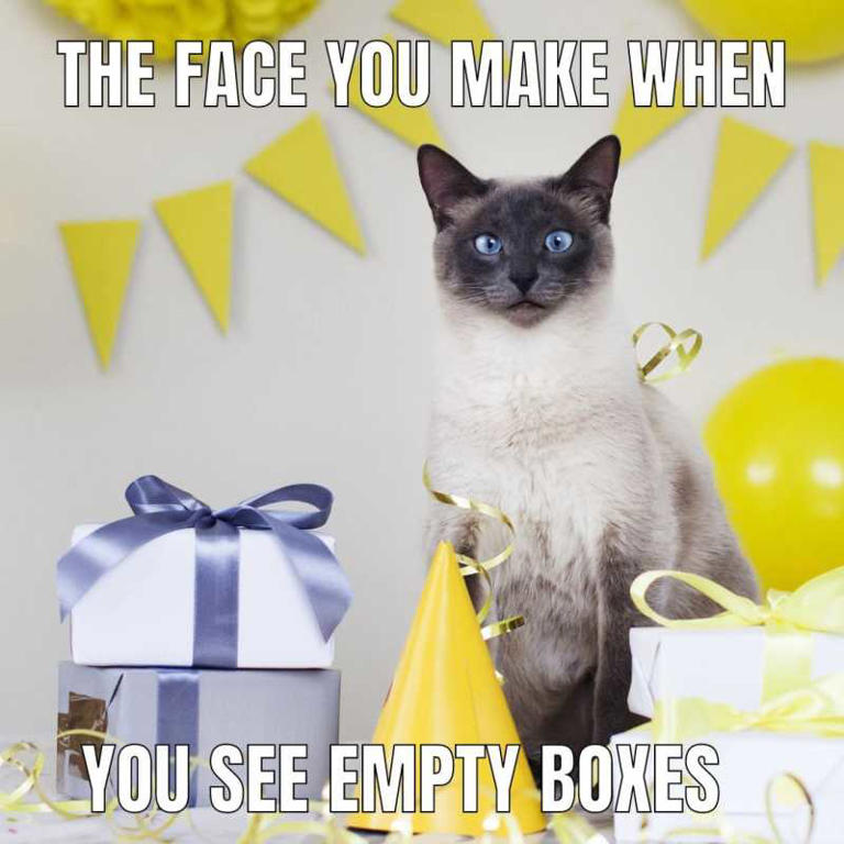 75 Funniest Birthday Cat Memes on the Internet