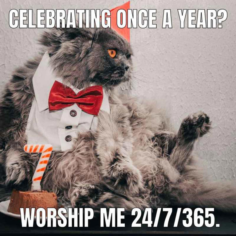 75 Funniest Birthday Cat Memes on the Internet