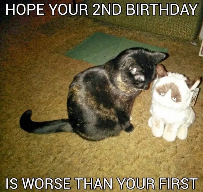 Birthday Cat Memes That Will Make Your Day Instantly Better