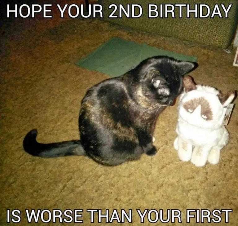 Birthday Cat Memes That Will Make Your Day Instantly Better