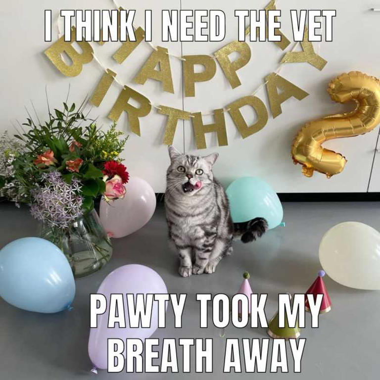 75 Funniest Birthday Cat Memes on the Internet