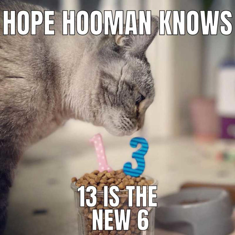 75 Funniest Birthday Cat Memes on the Internet