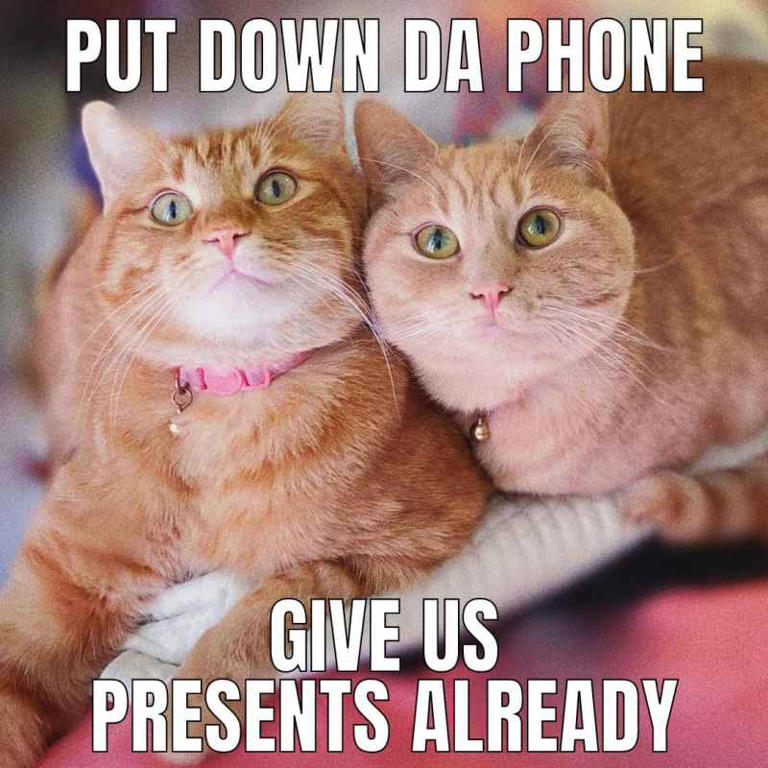75 Funniest Birthday Cat Memes on the Internet