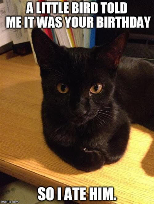 75 Funniest Birthday Cat Memes on the Internet