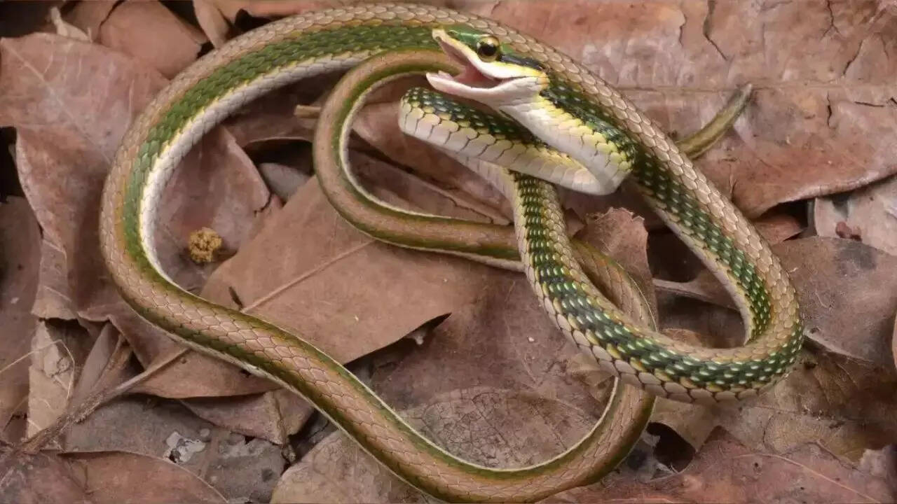This man survived 200 snake bites, from cobras to mambas, and now his ...