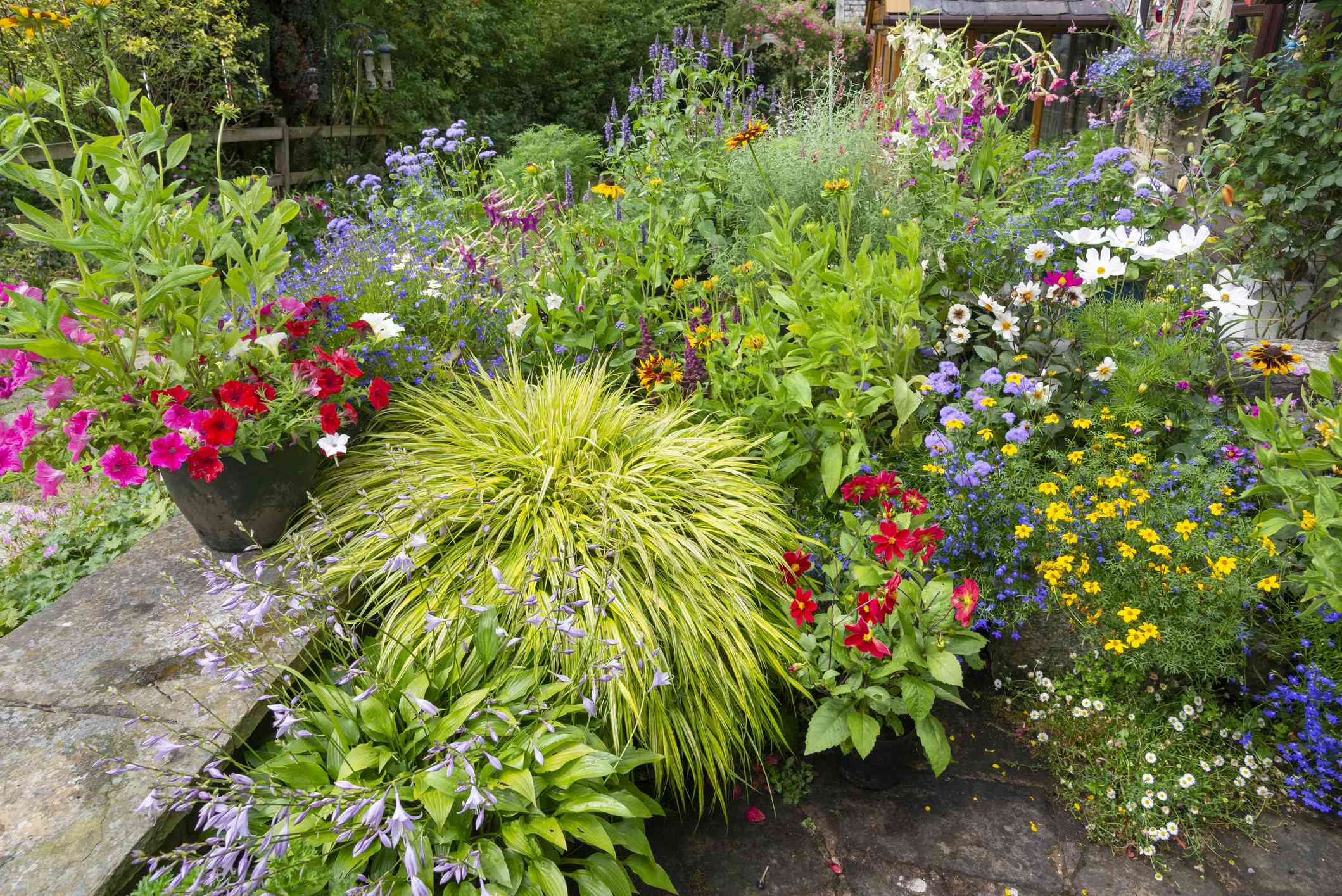 6 Eye-Catching Annuals You Should Grow to Bring Color to Your Garden ...