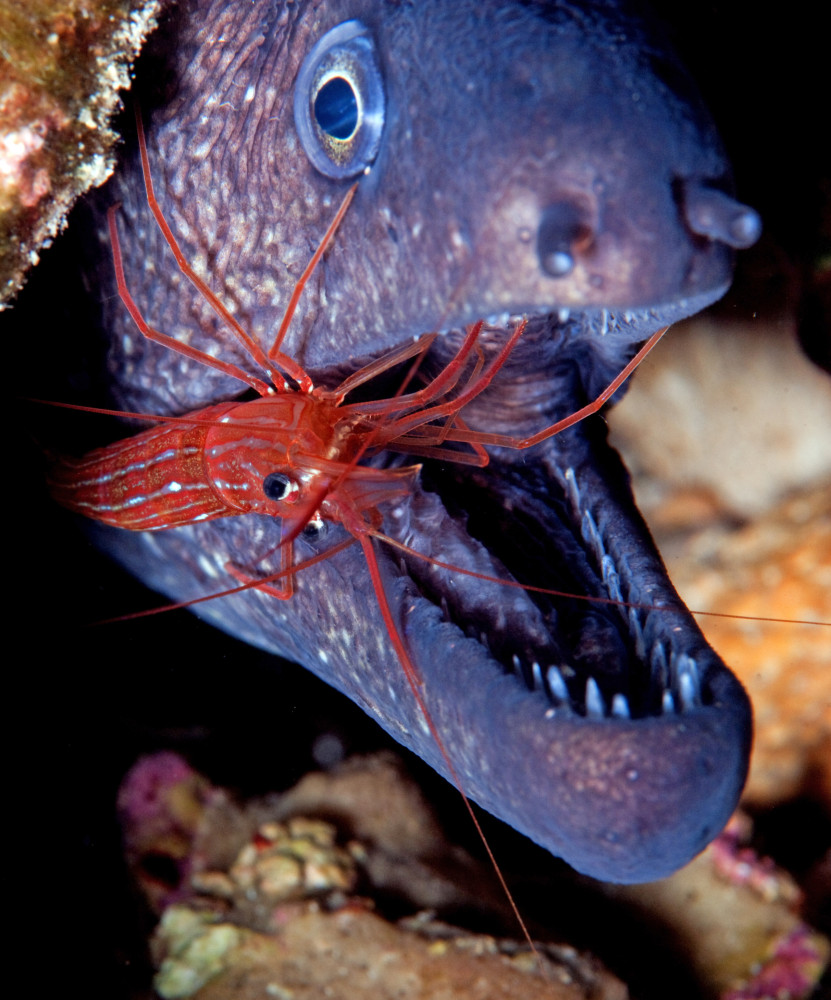 Symbiosis: the key to nature's harmony