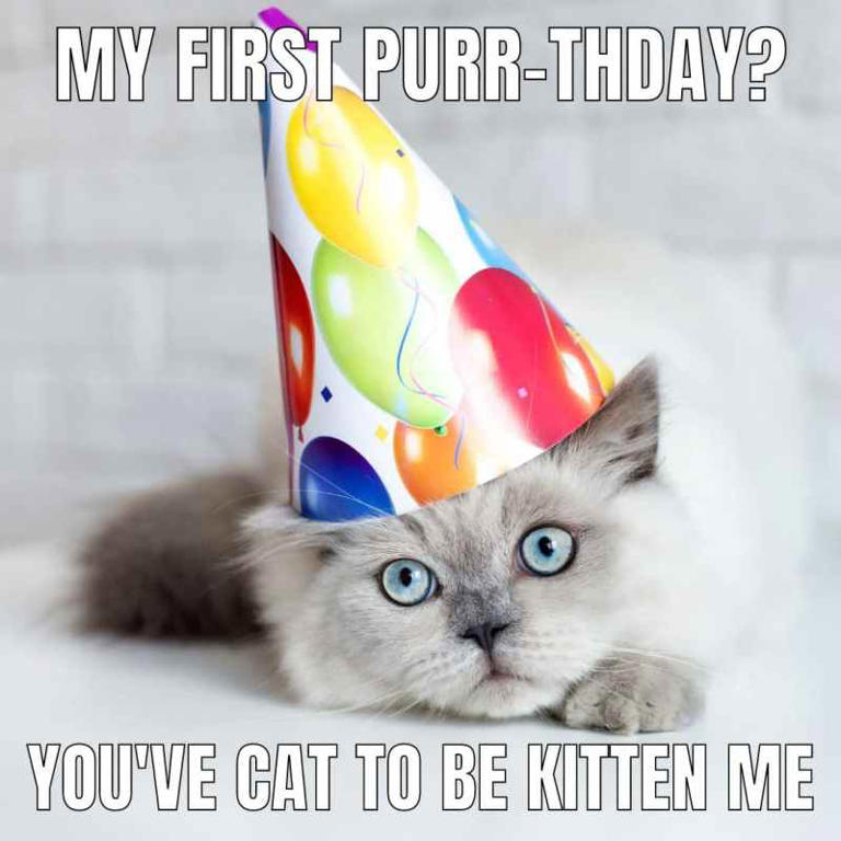 Birthday Cat Memes That Will Make Your Day Instantly Better