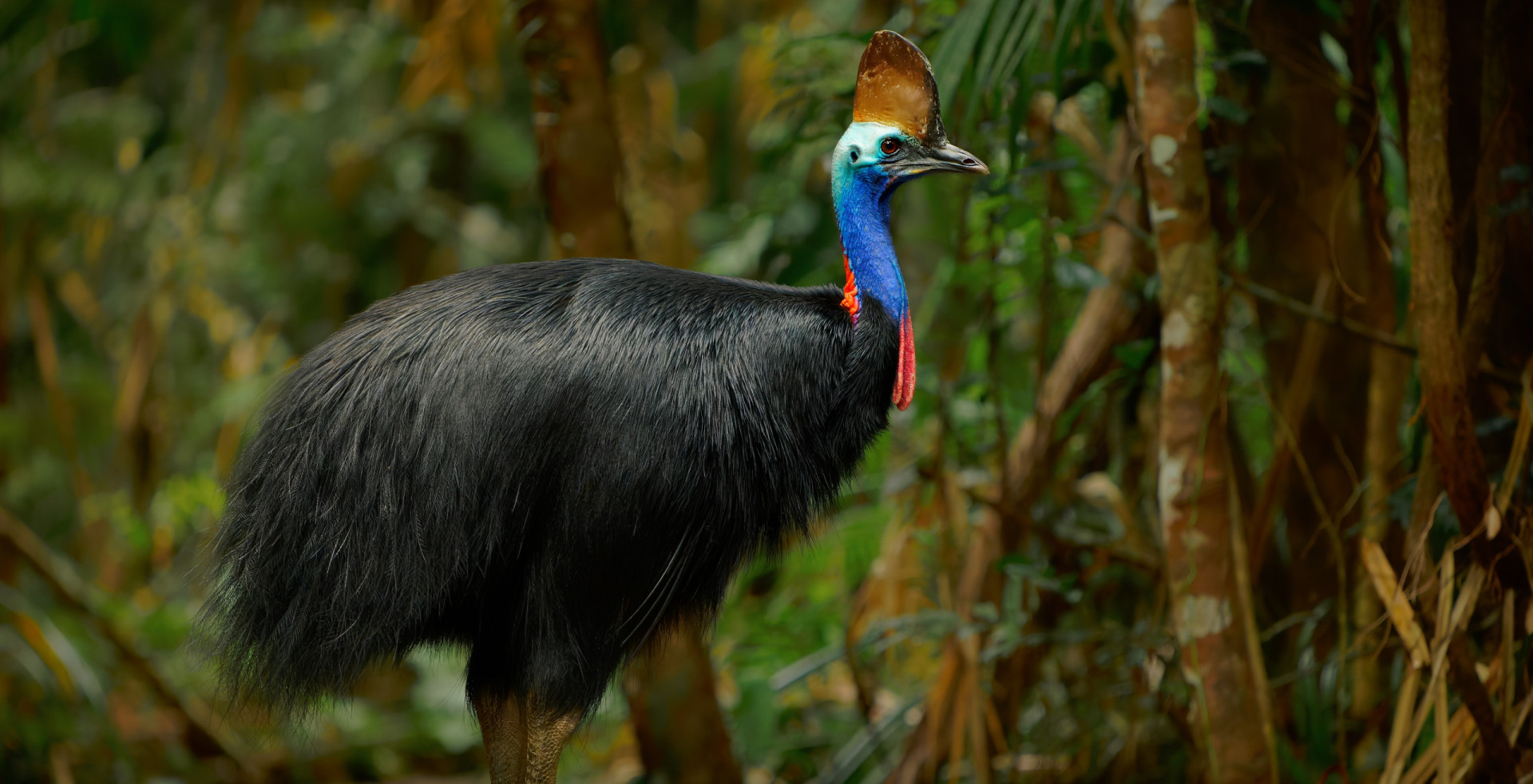Discovering the cassowary: nature's most intimidating bird