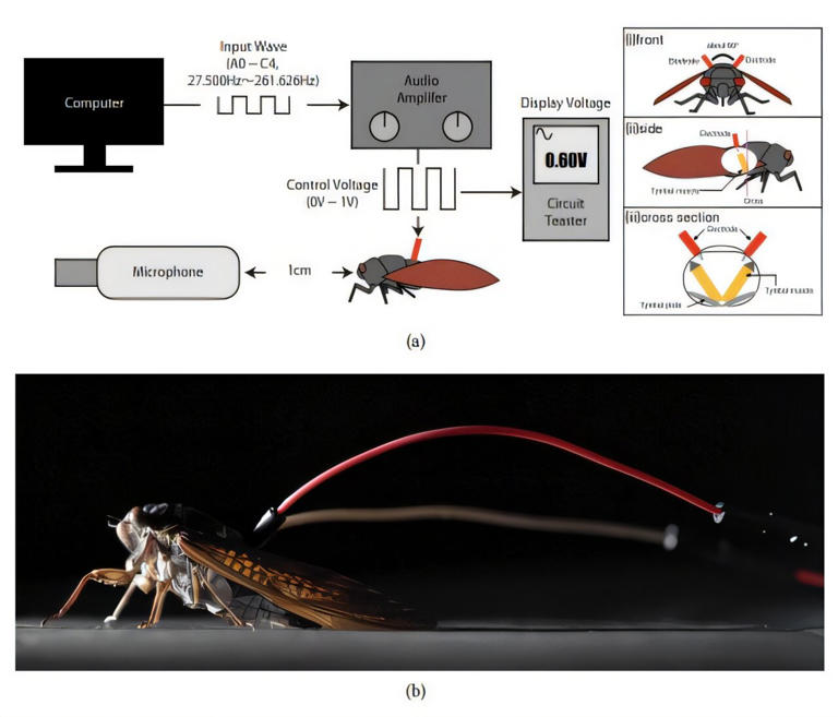 Exploring cyborg cicada bioacoustic modulations for insect-based ...