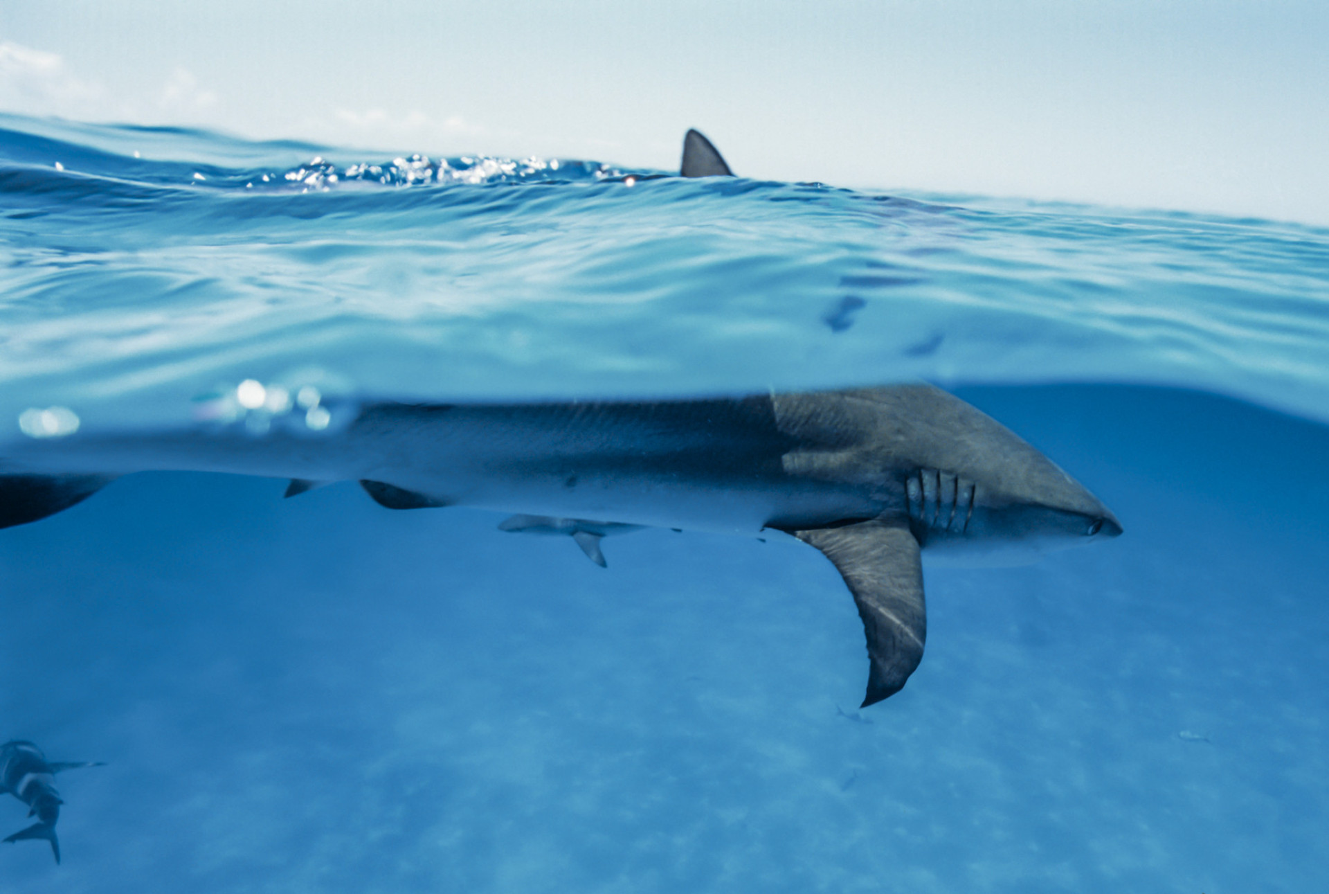 Discovering the cassowary: nature's most intimidating bird