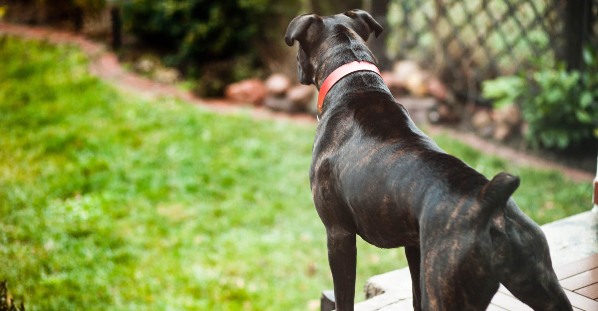 13 Best Dog Breeds For Home Protection