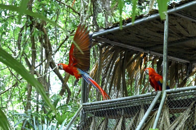 Hand-raised chicks boost Guatemala’s critically endangered macaws