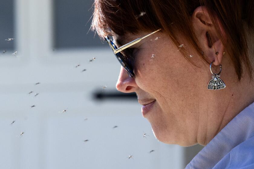 Officials unleash sterile mosquitoes in bid to curb disease — with ...