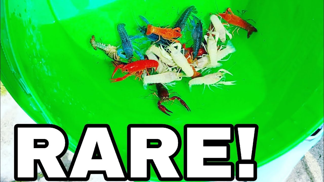 These Colorful Mini Lobsters Are Real (and Rare!)