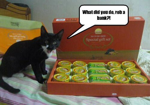 75 Funniest Birthday Cat Memes on the Internet