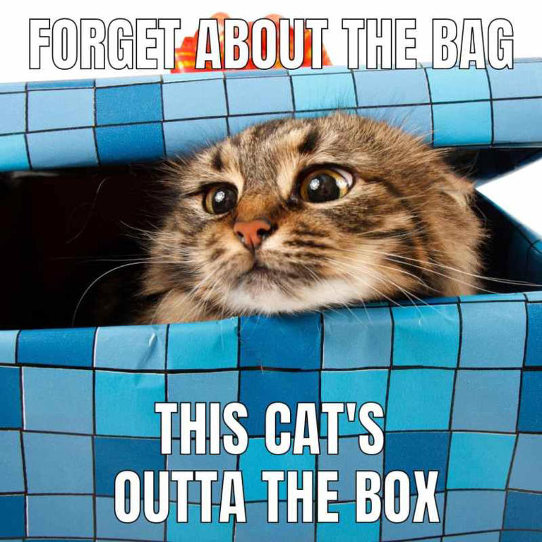 75 Funniest Birthday Cat Memes on the Internet