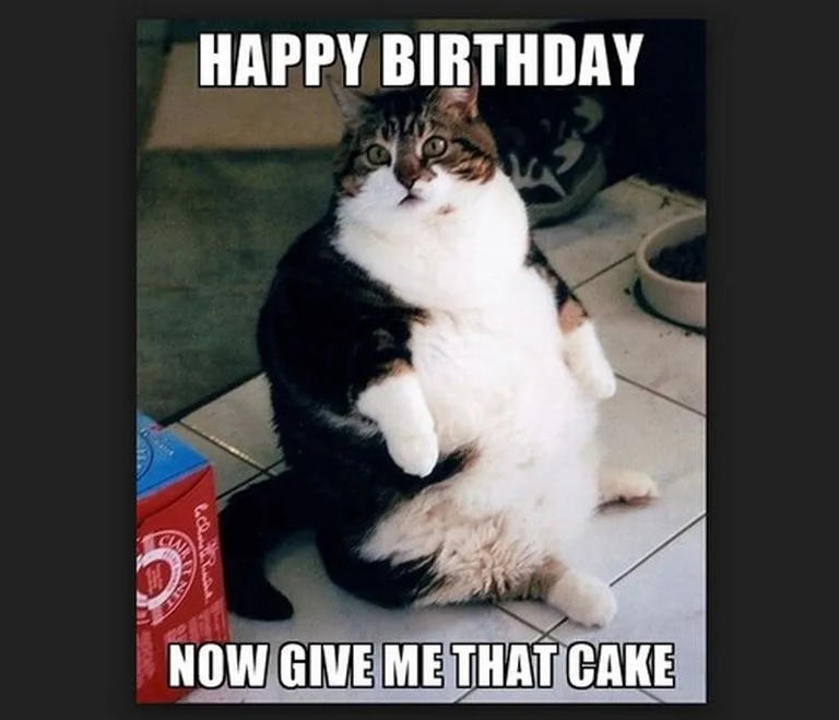 75 Funniest Birthday Cat Memes on the Internet