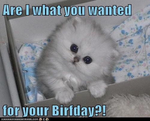 75 Funniest Birthday Cat Memes on the Internet