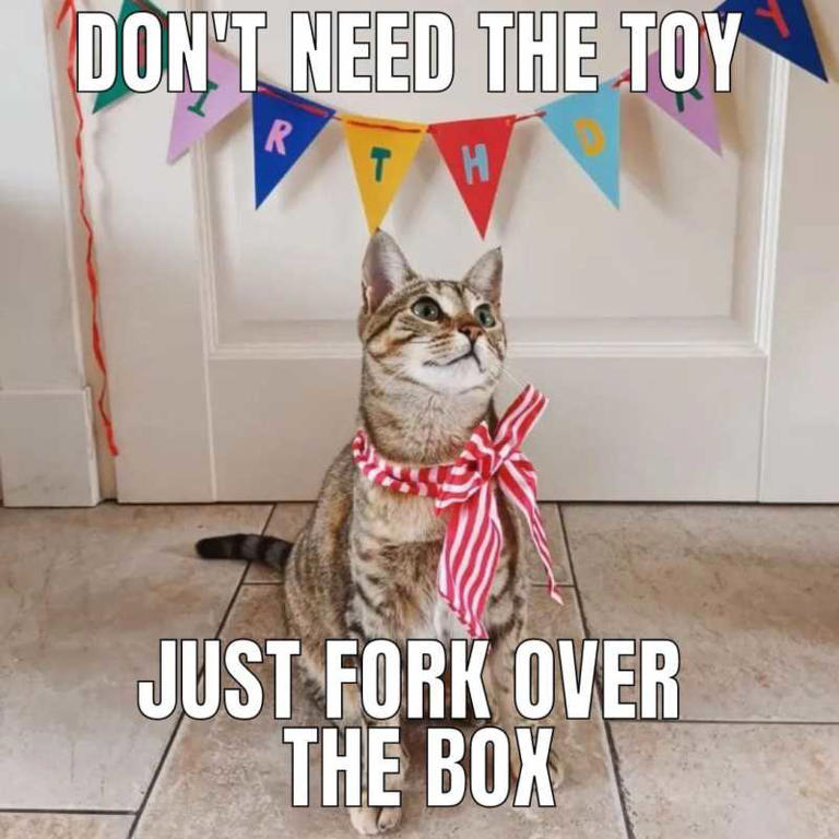 75 Funniest Birthday Cat Memes on the Internet