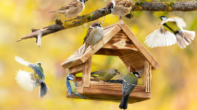 The Best Tips And Tricks For Attracting Birds To A New Feeder
