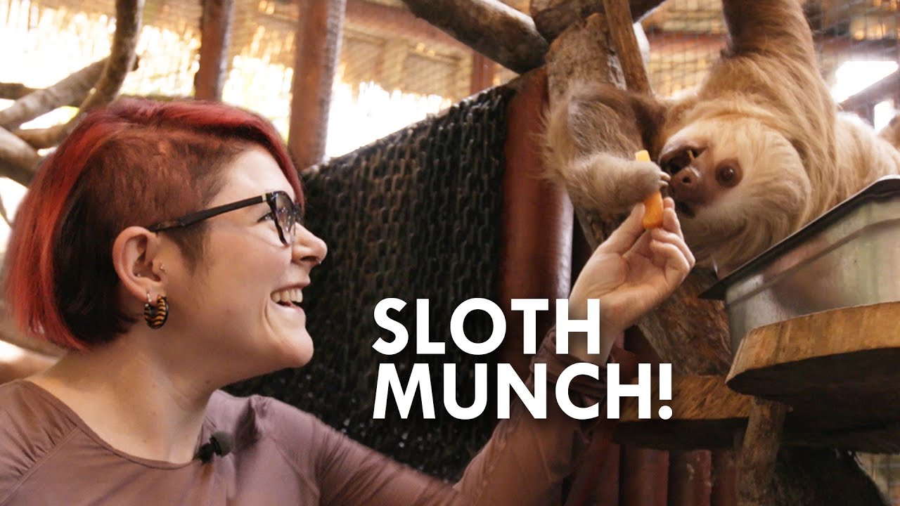 Up Close With a Sloth