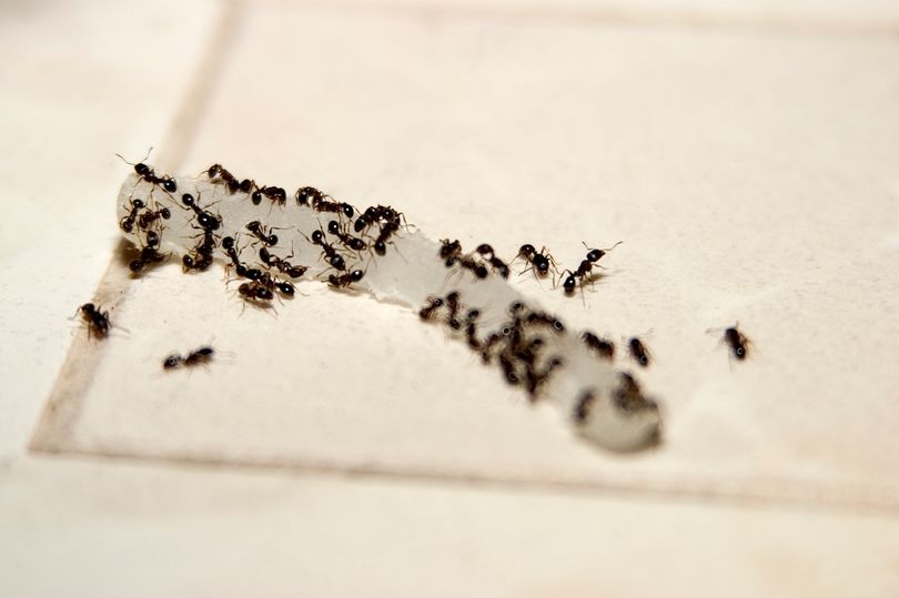 Ants stopped from invading kitchen with 30p 'natural' fruit deterrent